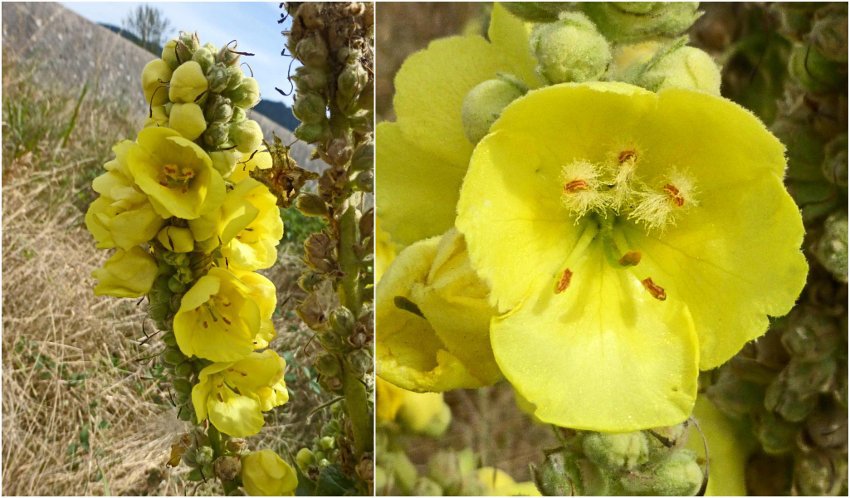 Heirloom Wild Kings Candle Great Mullein Verbascum thapsus - 100 Seeds