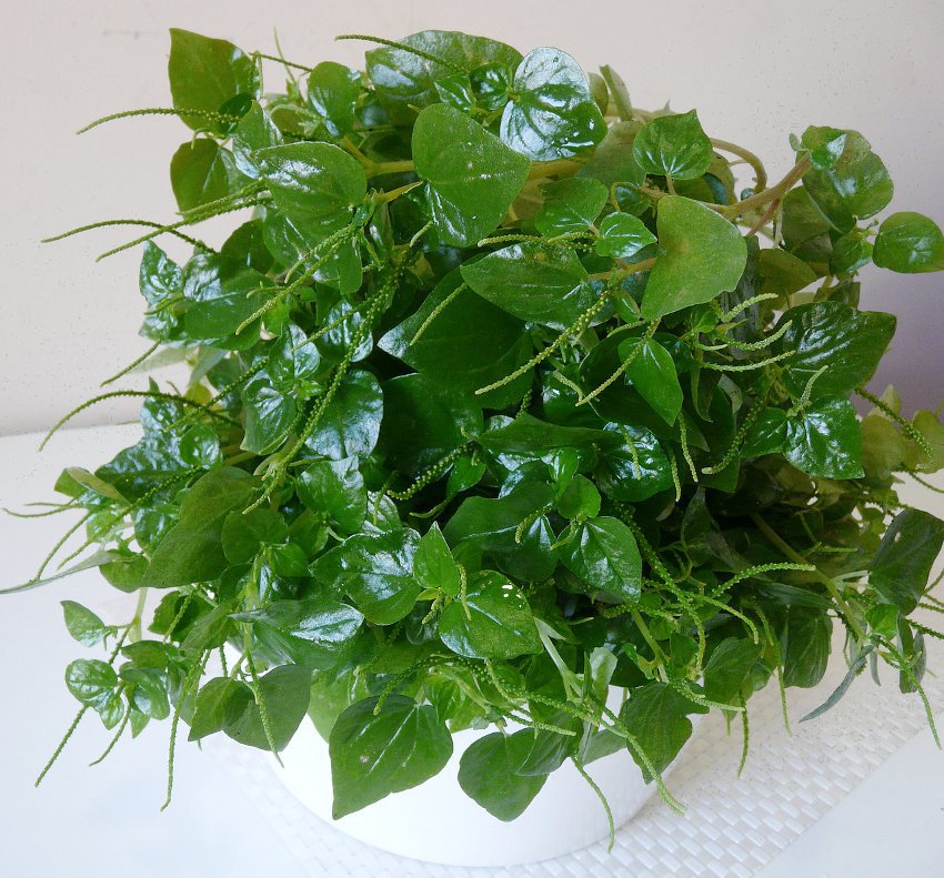 Rare Pansit Pansitan Shiny Bush Peperomia pellucida - 50 Seeds