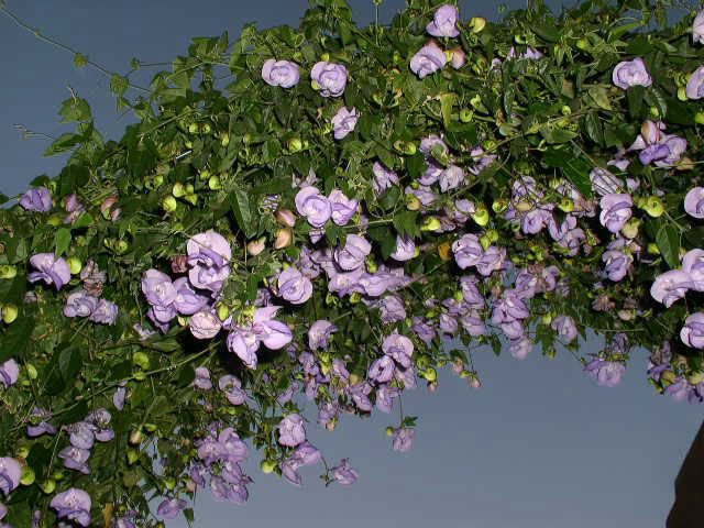 Snail Vine Purple Phaseolus Giganteus adenanthus - 5 Seeds