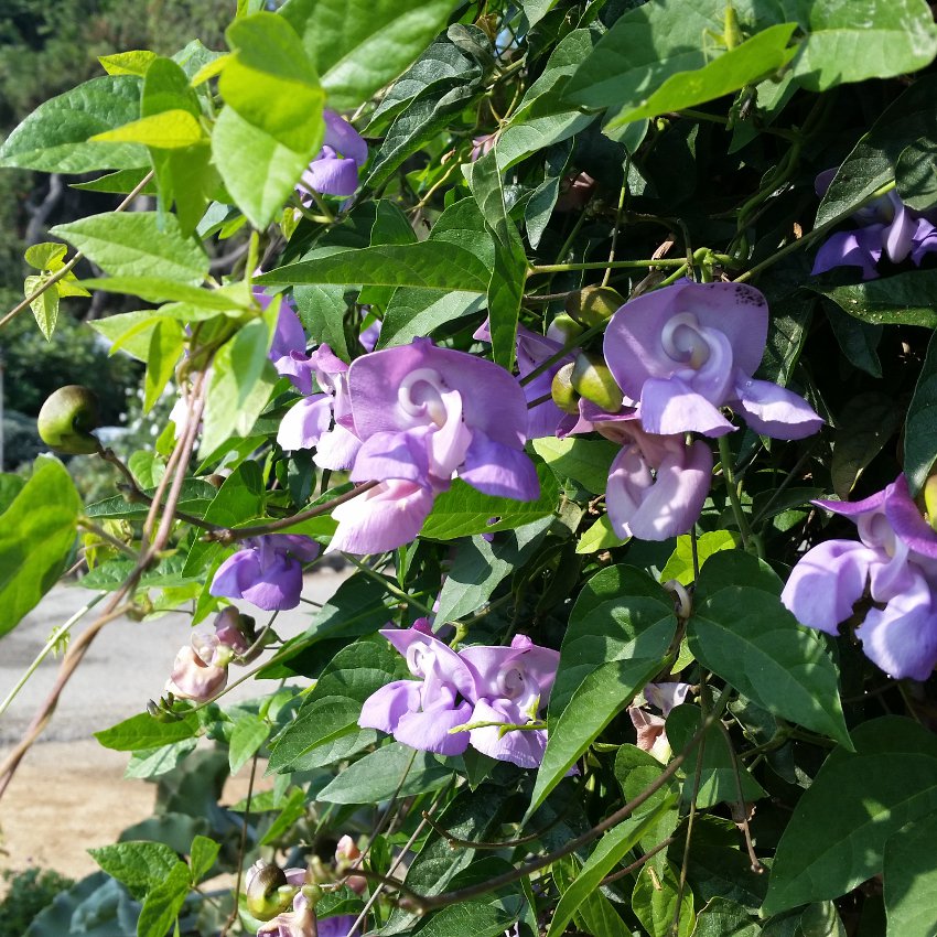 Snail Vine Purple Phaseolus Giganteus adenanthus - 5 Seeds