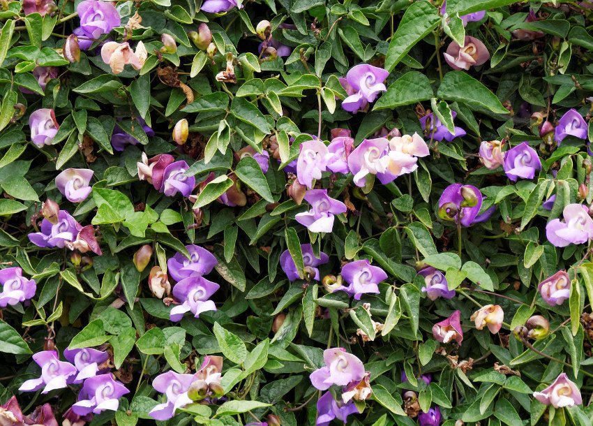 Snail Vine Purple Phaseolus Giganteus adenanthus - 5 Seeds