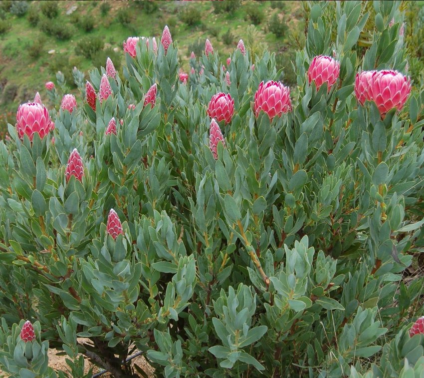 South African Queen Protea Sugarbush Protea magnifica - 5 Seeds