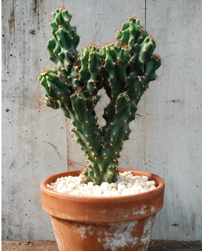 Monstrose Apple Cactus Cereus repandus monstrosa - 20 Seeds