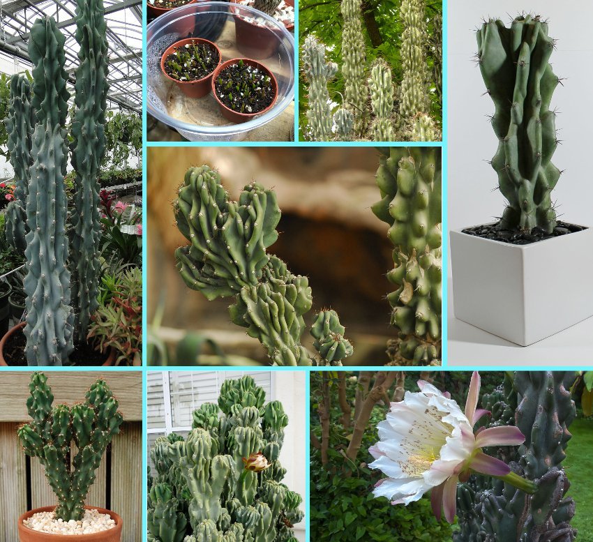 Monstrose Apple Cactus Cereus repandus monstrosa - 20 Seeds