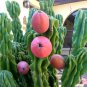 Monstrose Apple Cactus Cereus repandus monstrosa - 20 Seeds