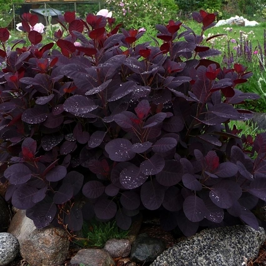 Hardy Purple Smoke Bush Cotinus Coggygria v Purpureus - 10 Seeds
