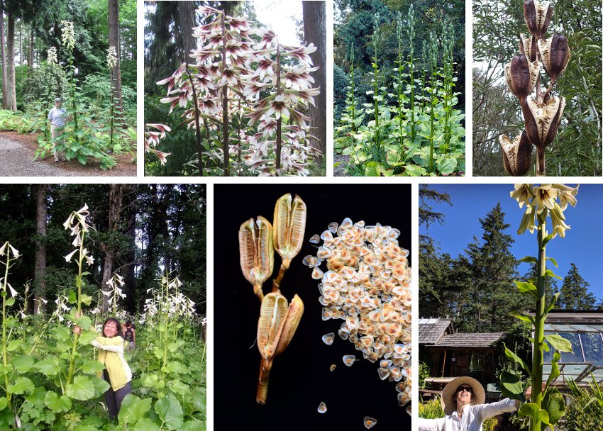 Dramatic Giant Himalayan Tree Lily Cardiocrinum giganteum - 8 Seeds