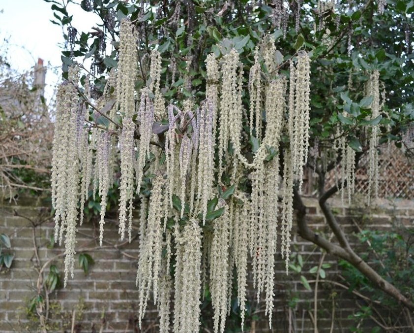 Rare Showy Coast Silk Tassel Bush Garrya elliptica - 5 Seeds