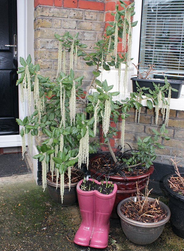 Rare Showy Coast Silk Tassel Bush Garrya elliptica - 5 Seeds