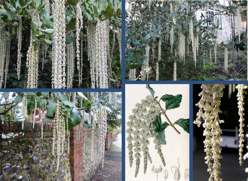 Rare Showy Coast Silk Tassel Bush Garrya elliptica - 5 Seeds