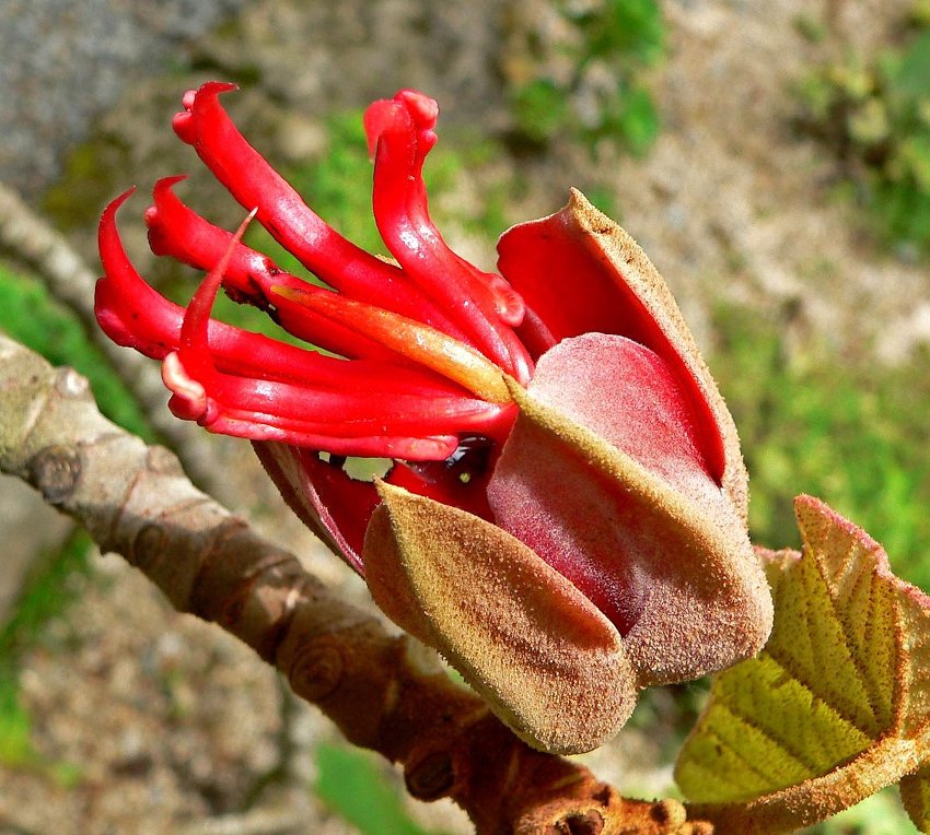 Rare Monkey Hand Tree Chiranthodendron pentadactylon - 4 Seeds