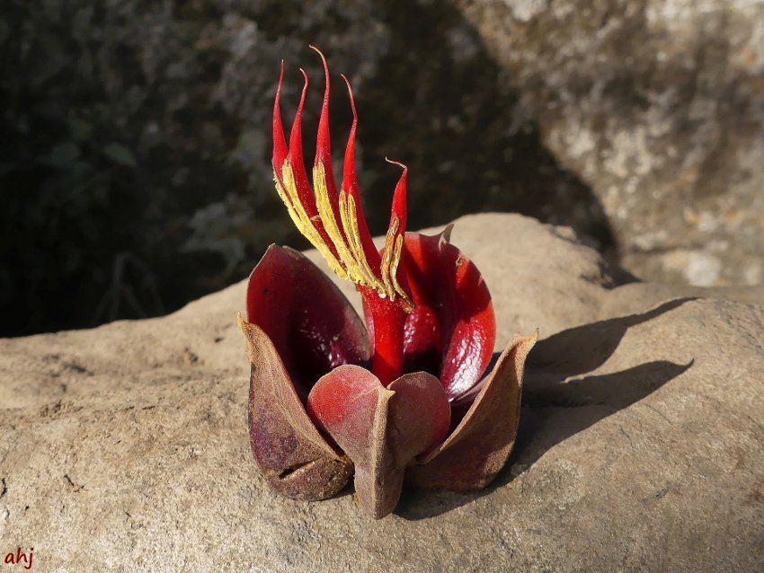 Rare Monkey Hand Tree Chiranthodendron pentadactylon - 4 Seeds