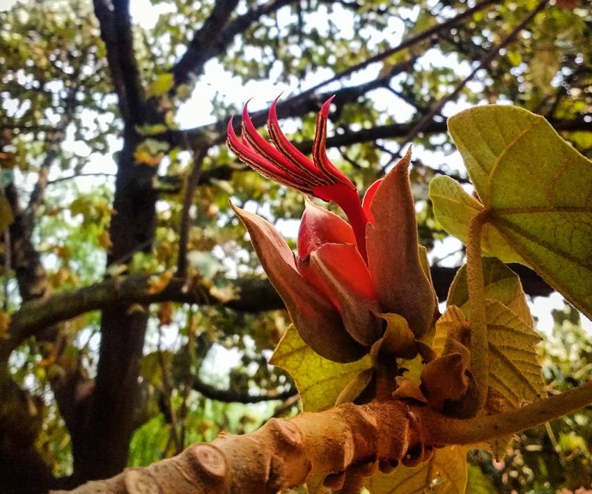 Rare Monkey Hand Tree Chiranthodendron pentadactylon - 4 Seeds