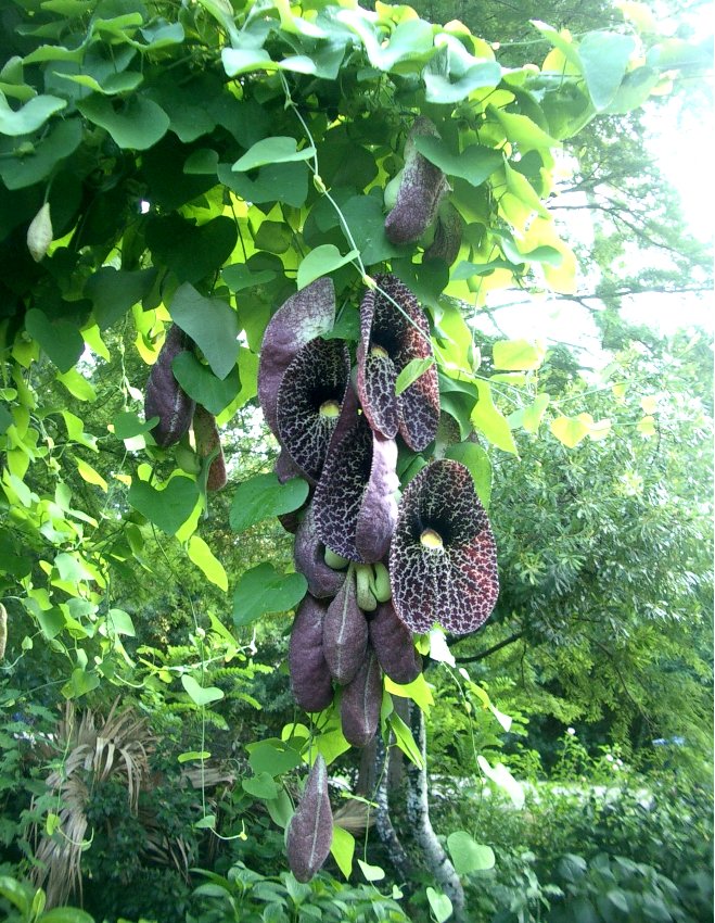 Calico Flower Dutchman's Pipevine Aristolochia littoralis - 15 Seeds