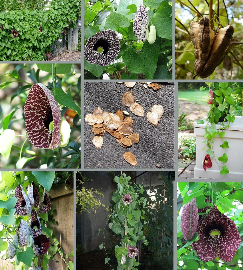 Calico Flower Dutchman's Pipevine Aristolochia littoralis - 15 Seeds