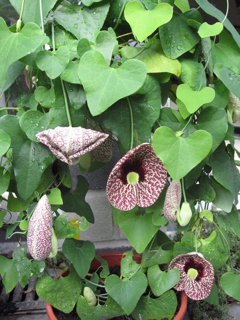 Calico Flower Dutchman's Pipevine Aristolochia littoralis - 15 Seeds