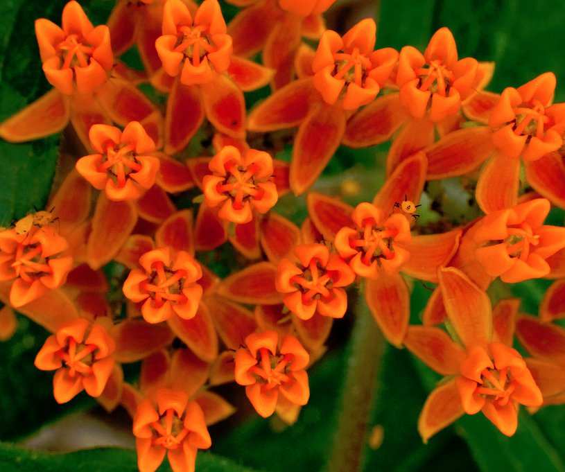 Native Orange Butterfly Milkweed Pleurisy Root Asclepias tuberosa - 30 ...