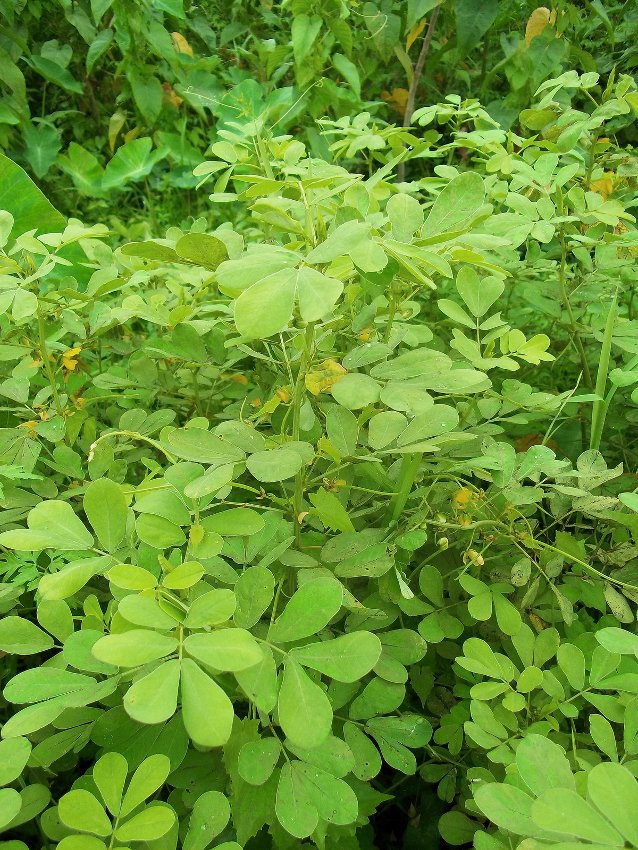 Organic Wild Sickle Pod Senna Cassia Senna tora - 20 Seeds