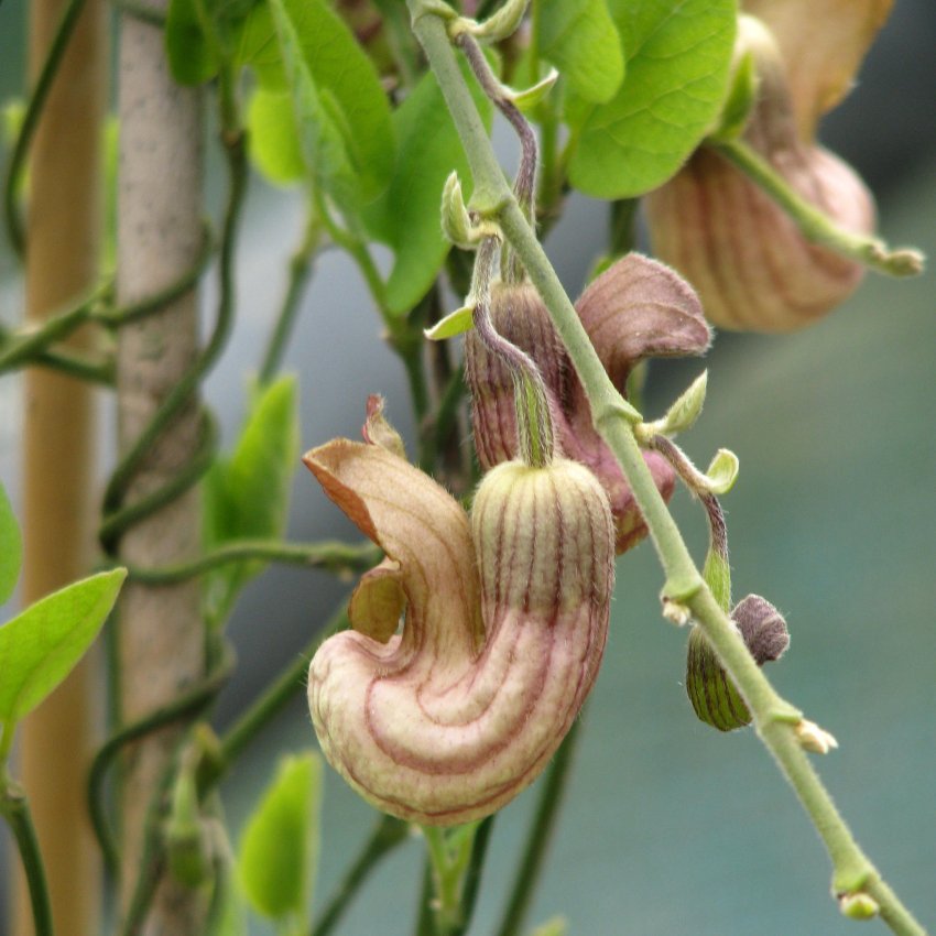 Rare Native California Pipevine Aristolochia californica - 5 Seeds