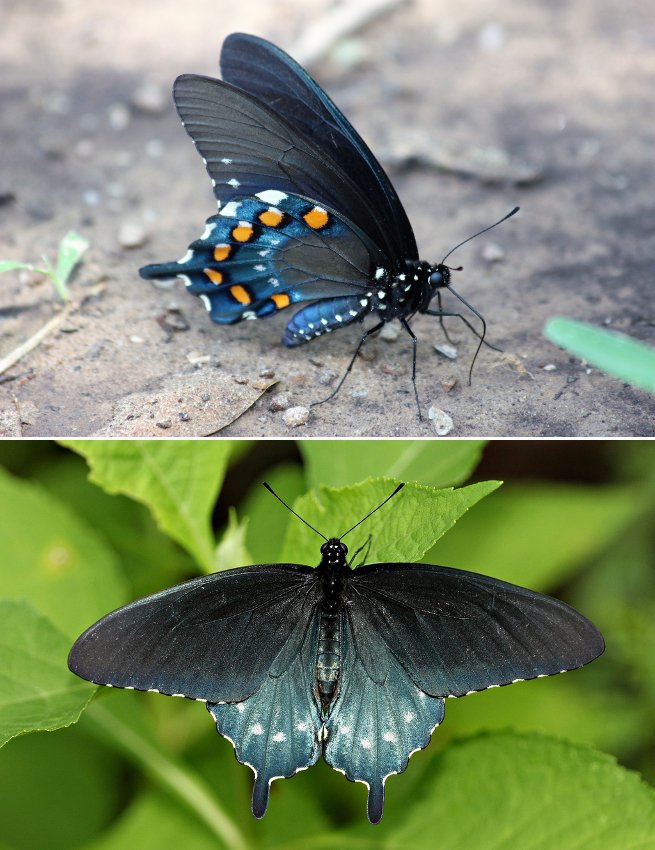Rare Native California Pipevine Aristolochia californica - 5 Seeds