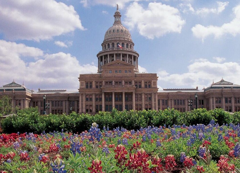 Aggie Bonnet Maroon Bluebonnet Lupinus texensis - 25 Seeds