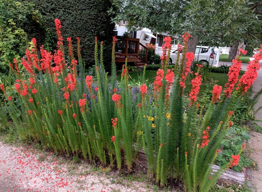 Wild Scarlet Red Standing Cypress Gilia Ipomopsis rubra - 250 Seeds