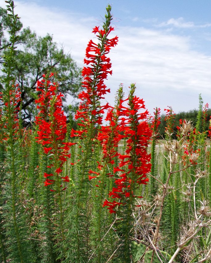 Wild Scarlet Red Standing Cypress Gilia Ipomopsis rubra - 250 Seeds