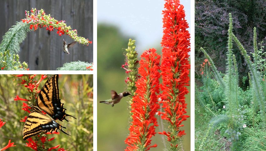 Wild Scarlet Red Standing Cypress Gilia Ipomopsis rubra - 250 Seeds