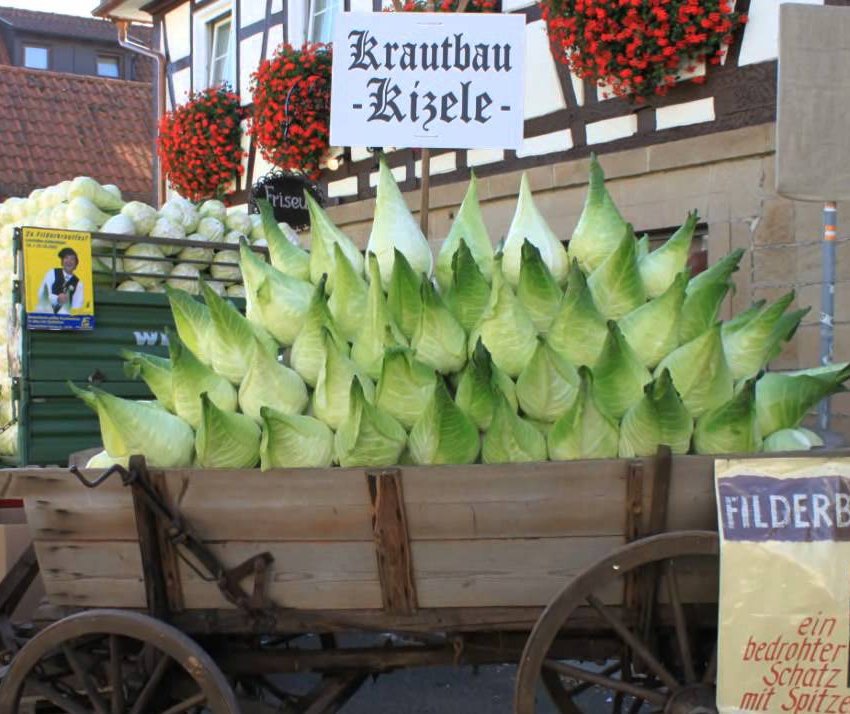 Rare Filderkraut Giant German Heirloom Cabbage Brassica oleracea ...