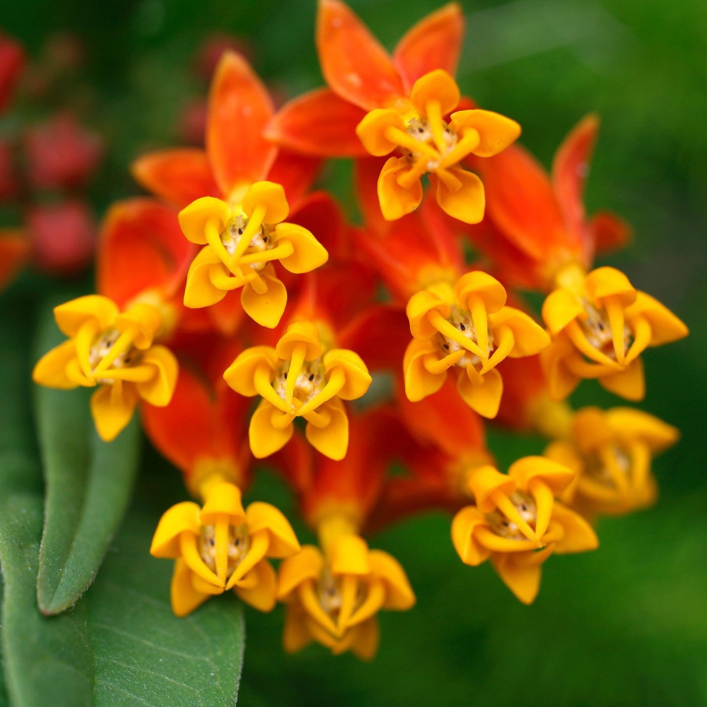 Scarlet Bloodflower Mexican Butterfly Milkweed Asclepias curassavica ...