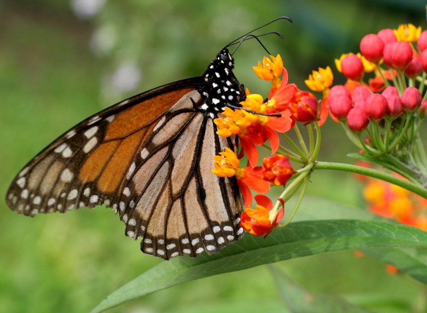 Scarlet Bloodflower Mexican Butterfly Milkweed Asclepias curassavica ...