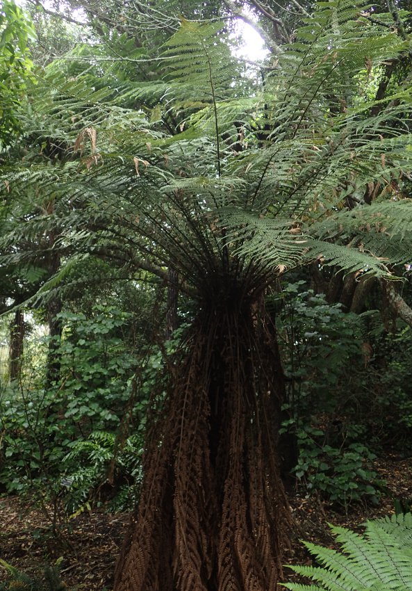 New Zealand Golden Tree Fern Dicksonia fibrosa - 100 Seeds Spores