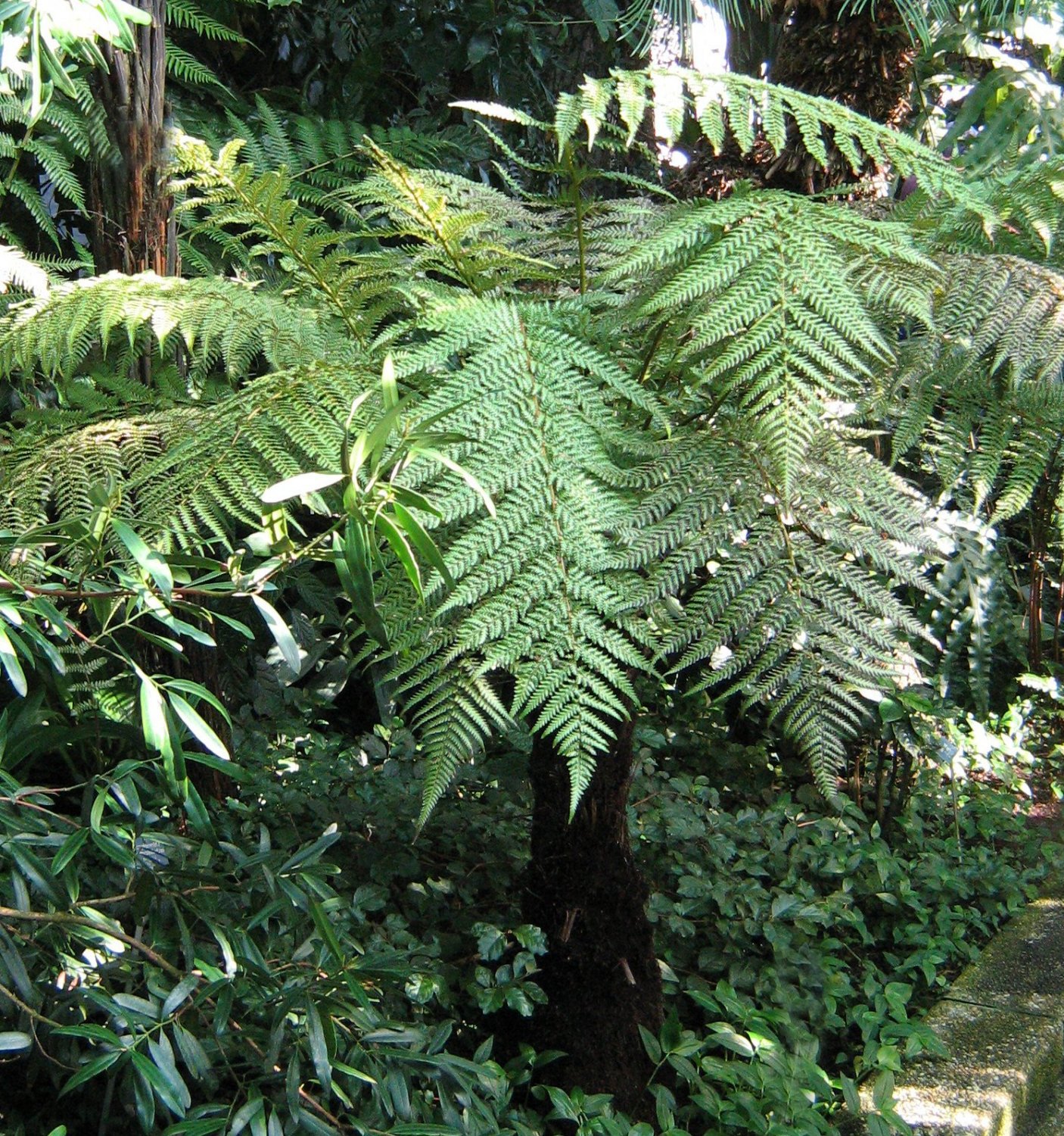 New Zealand Golden Tree Fern Dicksonia fibrosa - 100 Seeds Spores