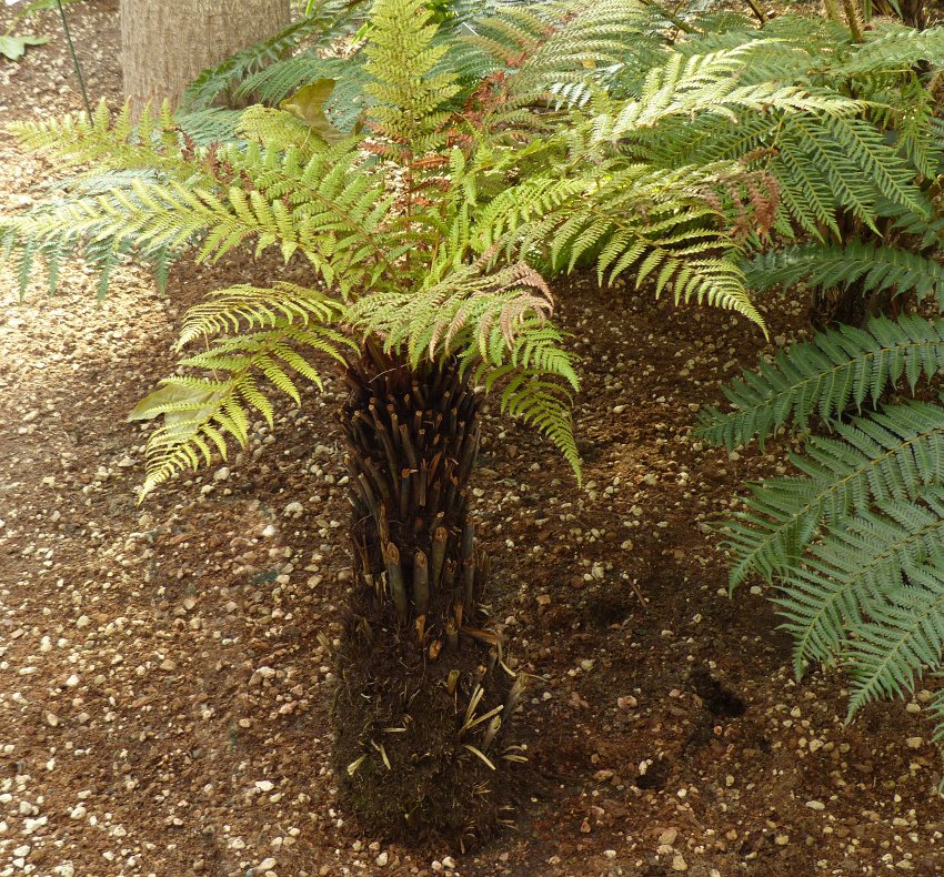 New Zealand Golden Tree Fern Dicksonia fibrosa - 100 Seeds Spores