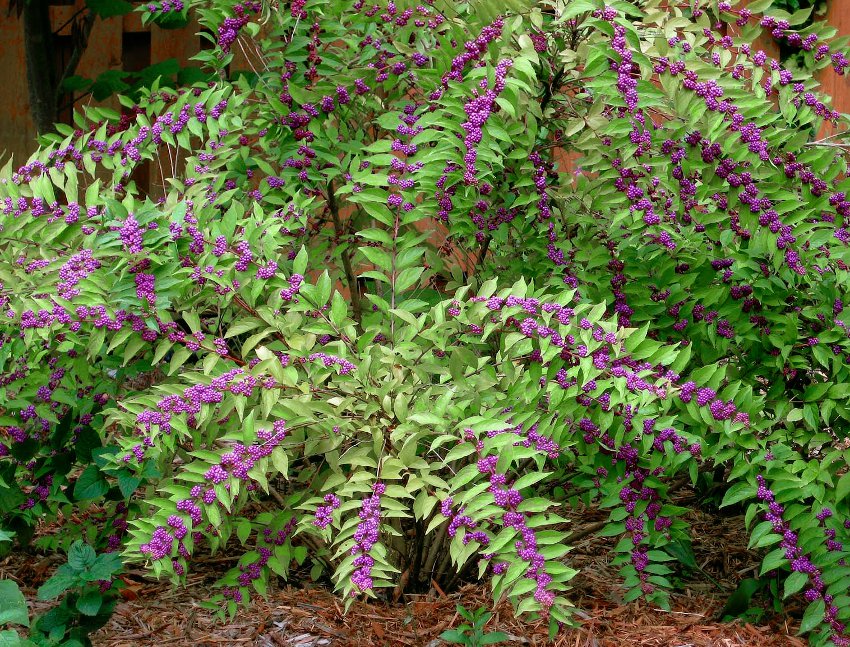 American Beautyberry Fruit Callicarpa americana - 20 Seeds