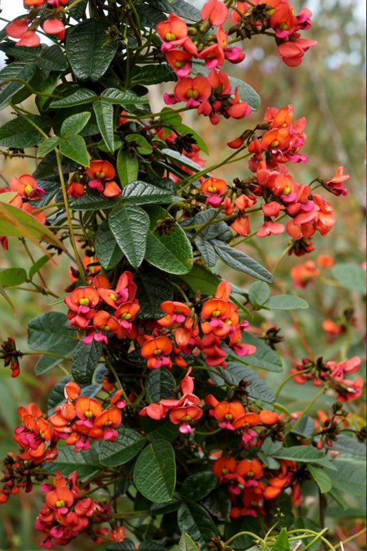 Rare Scarlet Coral Vine Flower Kennedia coccinea - 5 Seeds