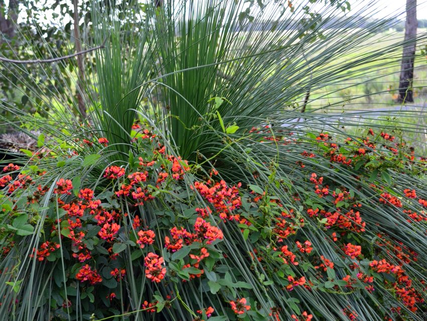 Rare Scarlet Coral Vine Flower Kennedia coccinea - 5 Seeds