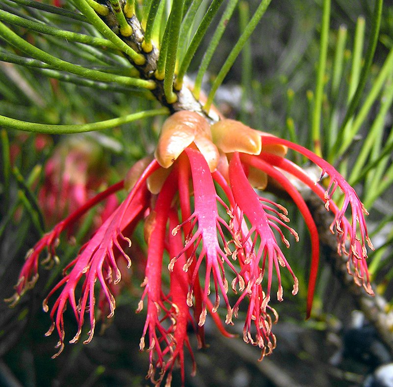 Rare Mouse Ears Cliff Net Bush Calothamnus rupestris - 20 Seeds- 20 Seeds
