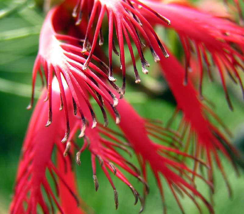Rare Mouse Ears Cliff Net Bush Calothamnus rupestris - 20 Seeds- 20 Seeds