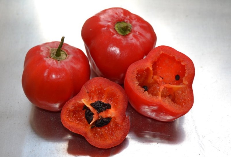 HOT! Red Rocoto Peruvian Tree Pepper Manzano Capsicum pubescens - 10 Seeds