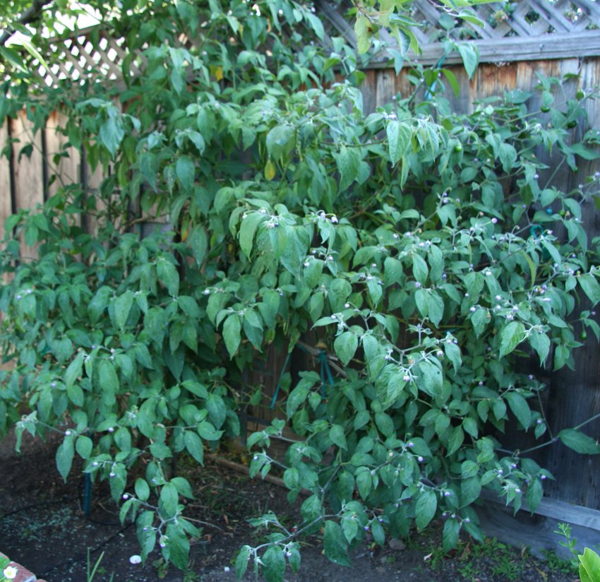 HOT! Red Rocoto Peruvian Tree Pepper Manzano Capsicum pubescens - 10 Seeds