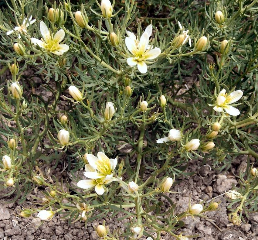 Organic Heirloom African Rue Peganum harmala - 250 Seeds