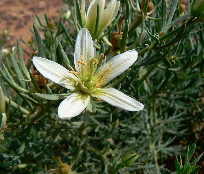 Organic Heirloom African Rue Peganum harmala - 250 Seeds