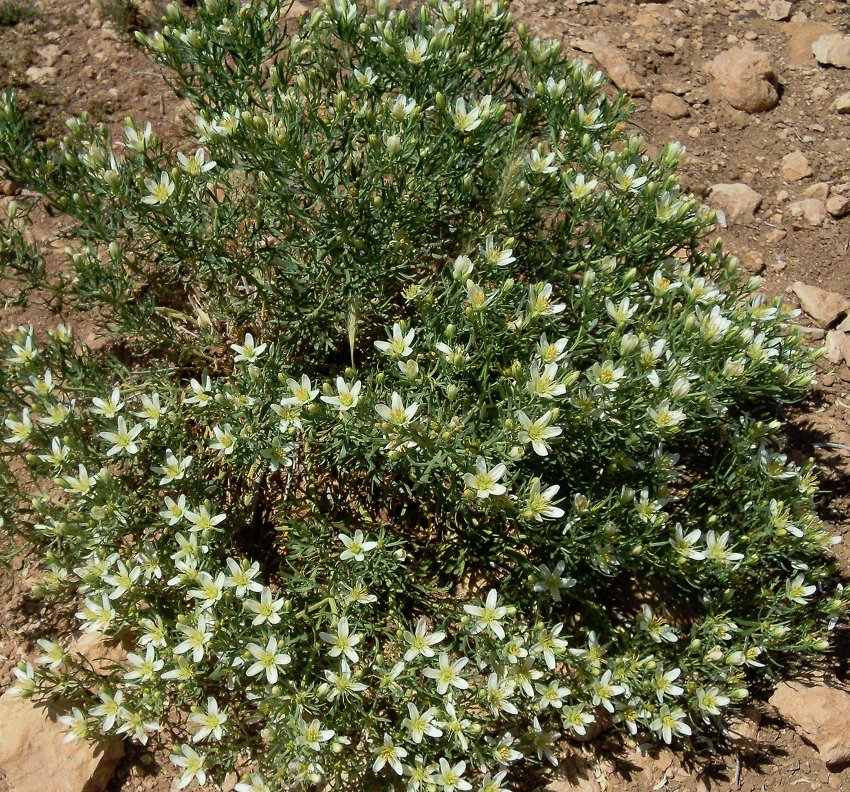 Organic Heirloom African Rue Peganum harmala - 250 Seeds