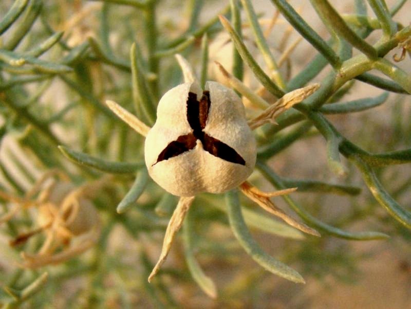 Organic Heirloom African Rue Peganum harmala - 250 Seeds