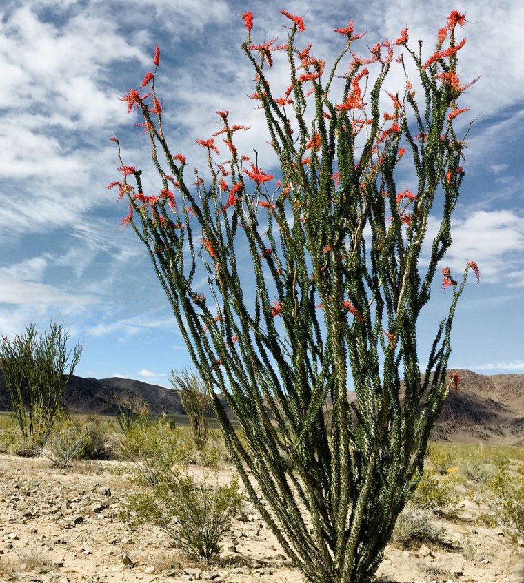 Rare Unusual Candlewood Ocotillo Fouquieria splendens - 15 Seeds