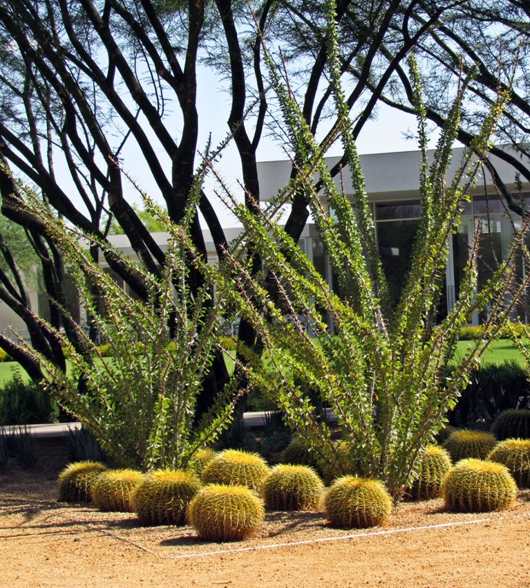 Rare Unusual Candlewood Ocotillo Fouquieria splendens - 15 Seeds