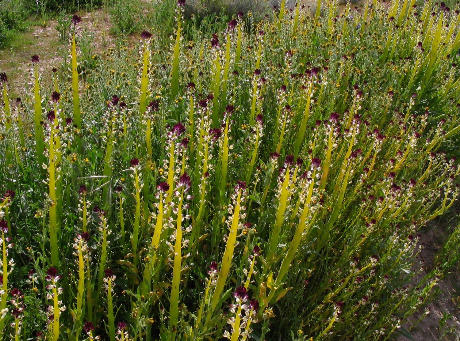Showy Wild Desert Candle Caulanthus inflatus - 15 Seeds