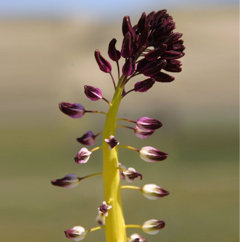 Showy Wild Desert Candle Caulanthus inflatus - 15 Seeds