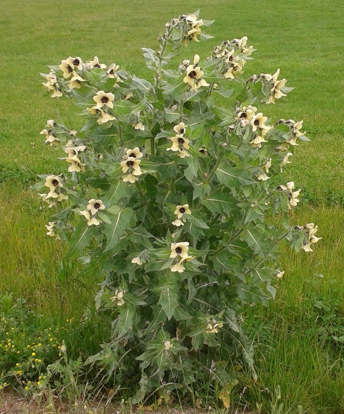 Black Henbane Hyoscyamus niger - 30 Seeds